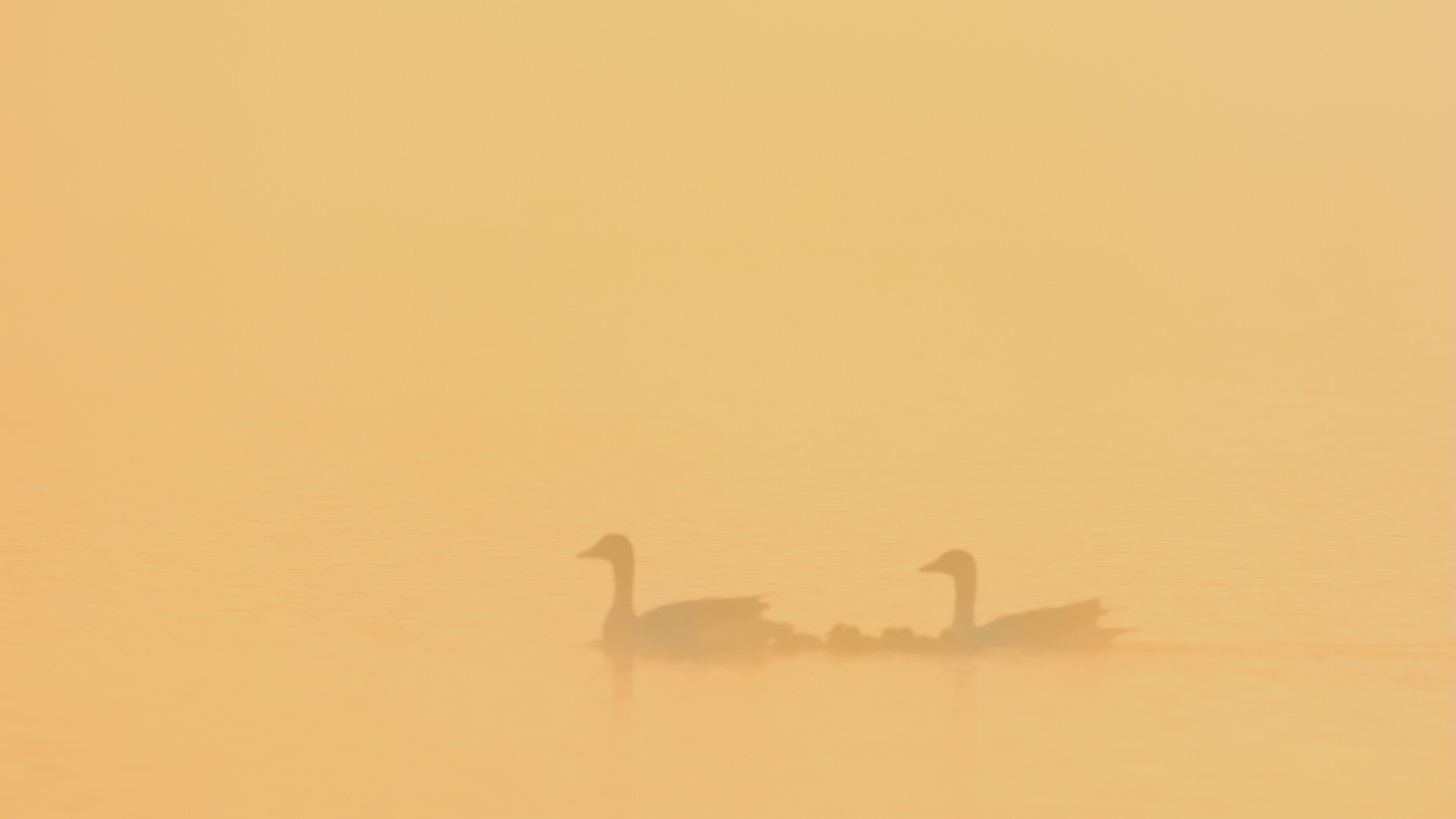 Clearing the fog around your family's future | Elston Financial Solutions